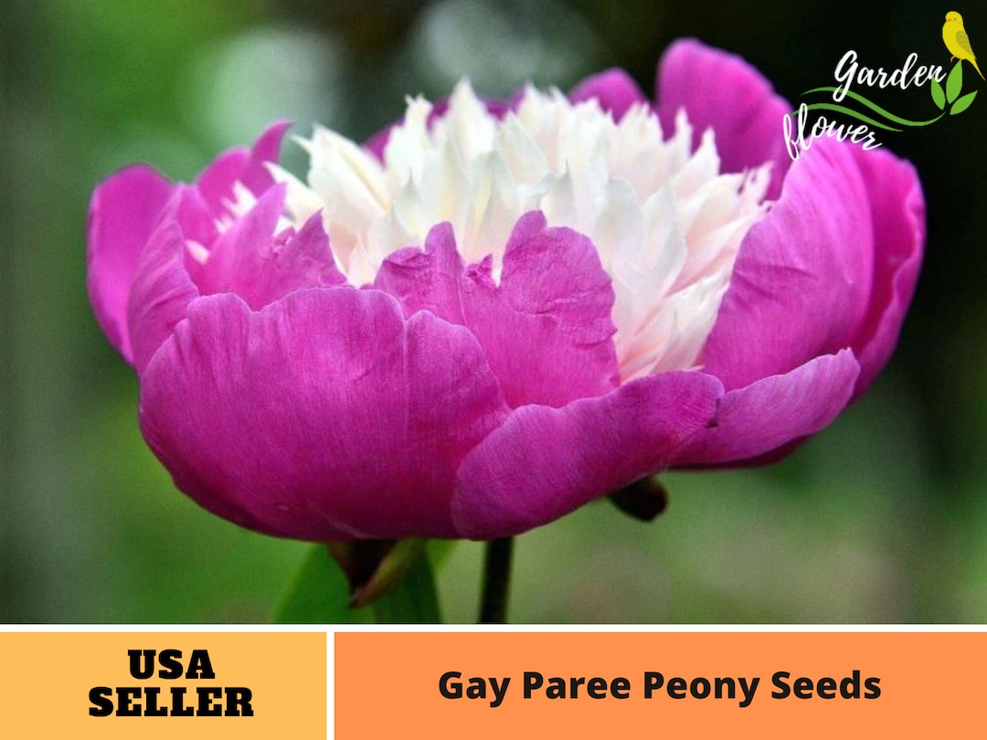 10 Rare Seeds Gay Paree Peony Seeds-perennial authentic Seeds-flowers ...