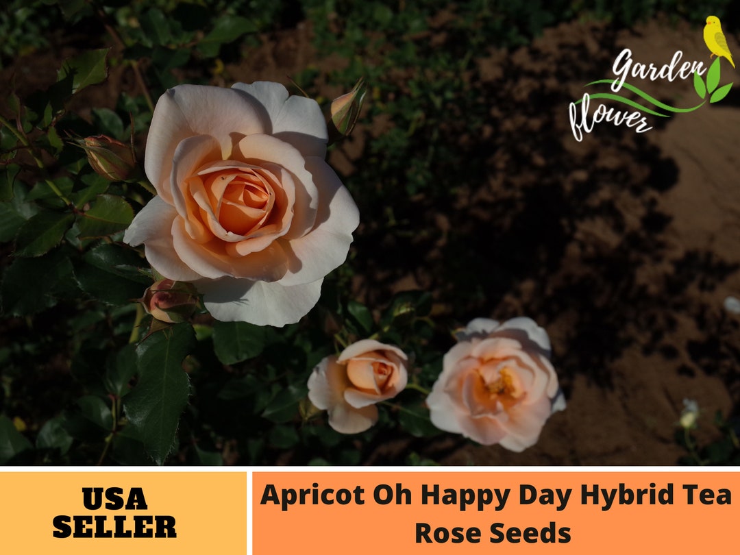 25 Rare Seeds Oh Happy Day Rose Seeds Perennial Authentic Seeds Rose ...