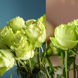 25 Rare Seed Bright Green Rose Seeds Perennial Authentic Seeds Rose ...