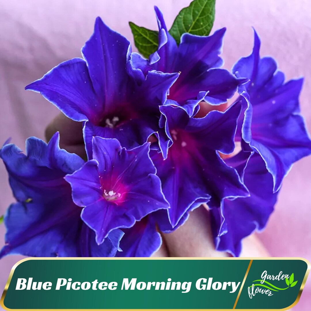 30+ Seeds| Blue Picotee Morning Glory - Vine Seeds - Authentic Seeds ...