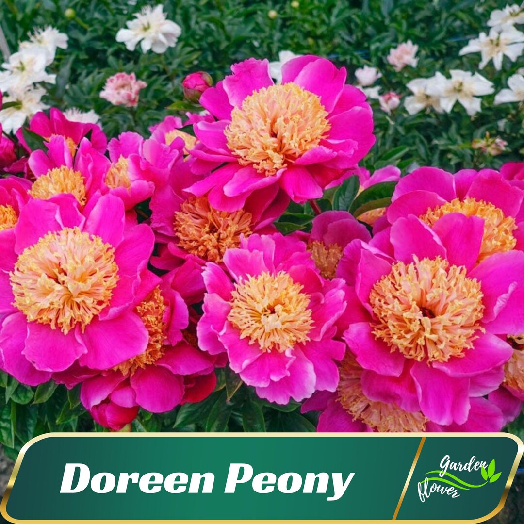 10+ Rare Seeds| Doreen Peony Seeds - Perennial - Authentic Seeds - Cold ...