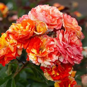 25+ Rare Seeds| Orange Intuition Rose Seeds - Perennial - Authentic ...