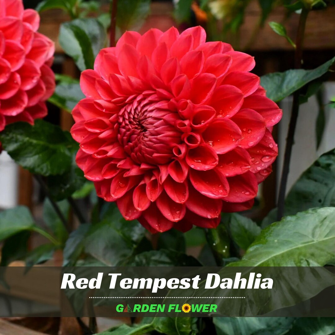 Tempest Dahlia Perennial Flower Seeds - Flowering - Fast Growing - Easy ...