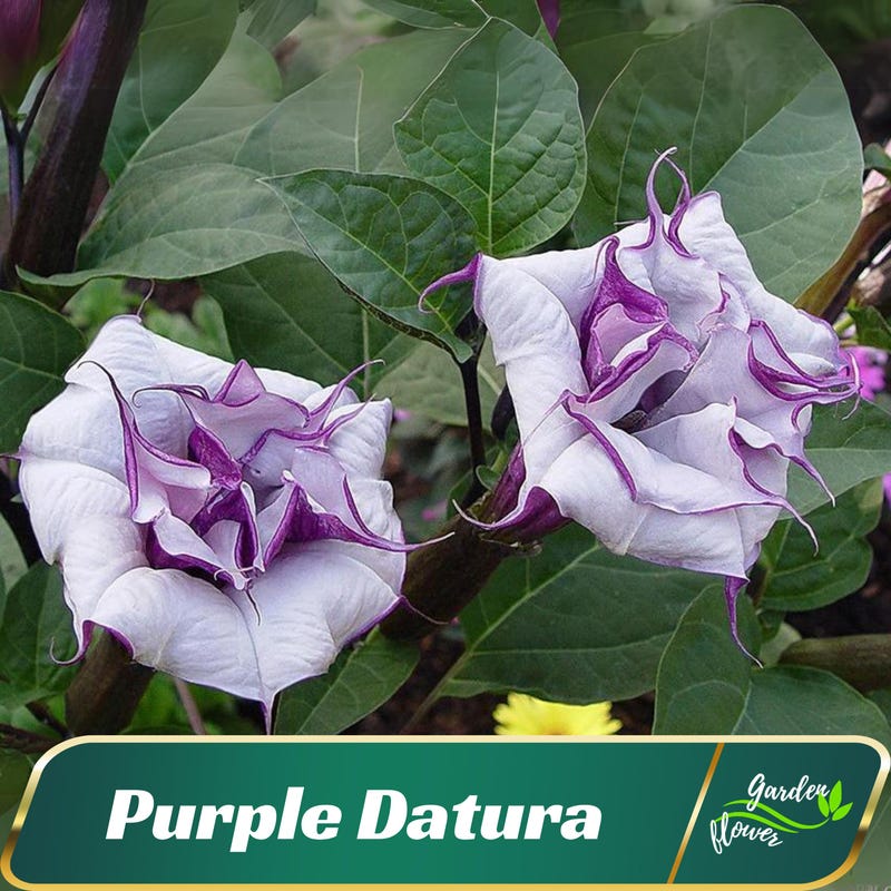Datura Sacred - Etsy