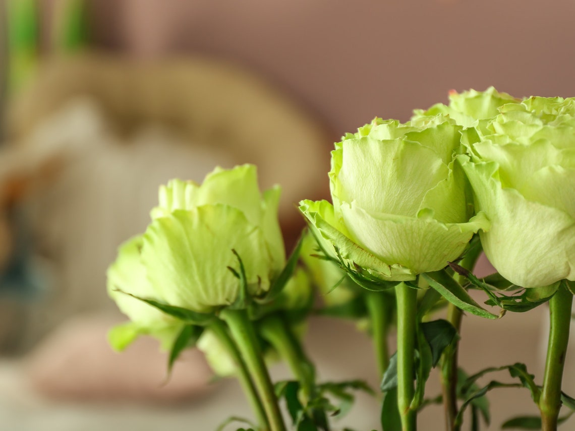 25 Rare Seed Bright Green Rose Seeds perennial authentic - Etsy