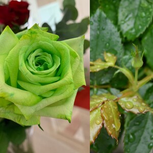 25 Rare Seed Bright Green Rose Seeds Perennial Authentic Seeds Rose ...