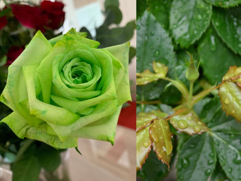 25 Rare Seed Bright Green Rose Seeds perennial authentic - Etsy