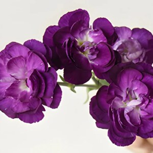 Moonberry Light Purple Mini Carnation - Authentic Seeds - Cold ...
