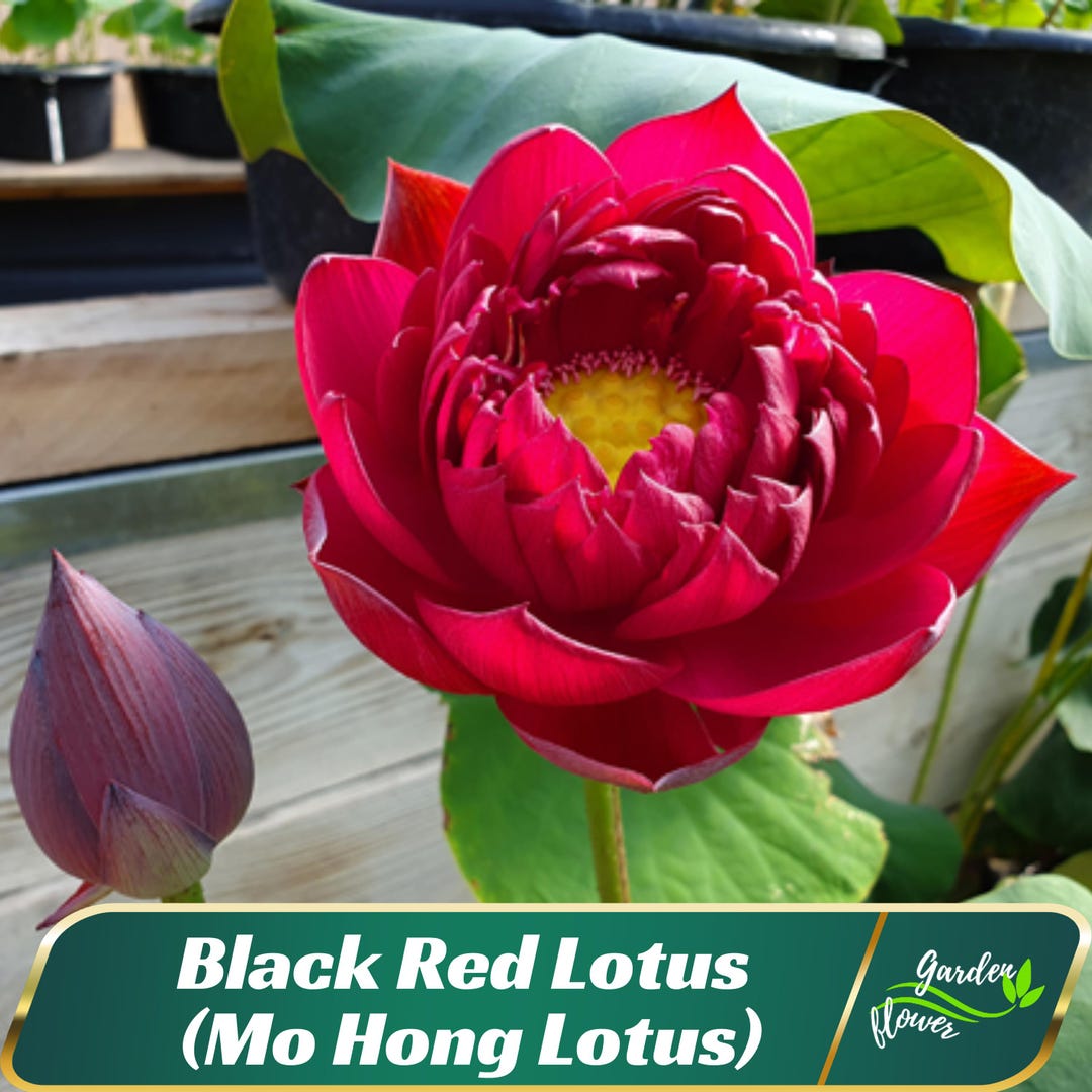 5+ Rare Seeds| Black Red Lotus (mo Hong Lotus) Seeds - Indian Lotus ...