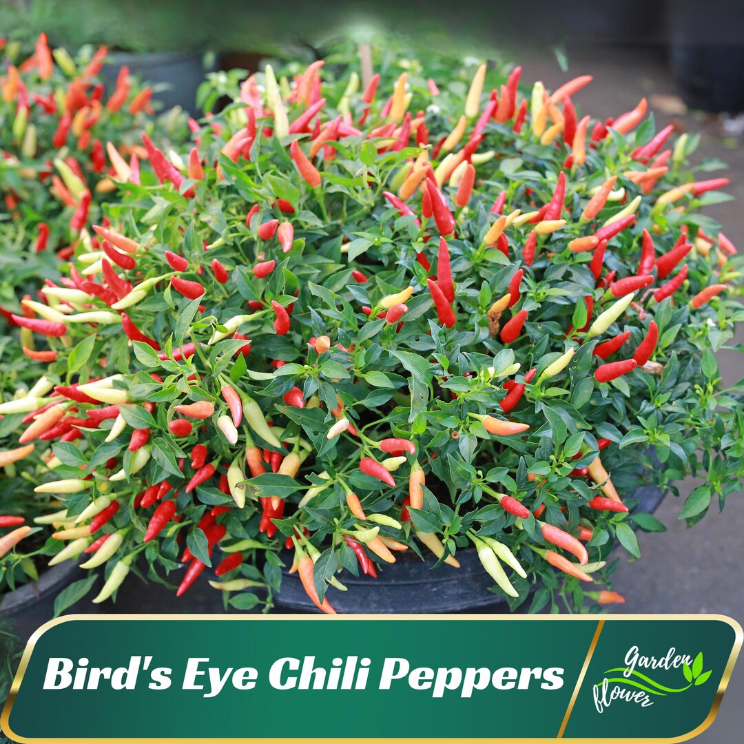 Bird's Eye Chili Peppers (thai) Seeds – Annual - Vegetable Seeds - Fast ...