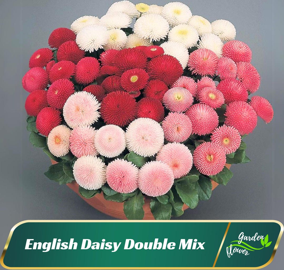 English Daisy Double Flower Mix Seeds - Authentic Seeds - Cold Resistant - Self-pollinating ...