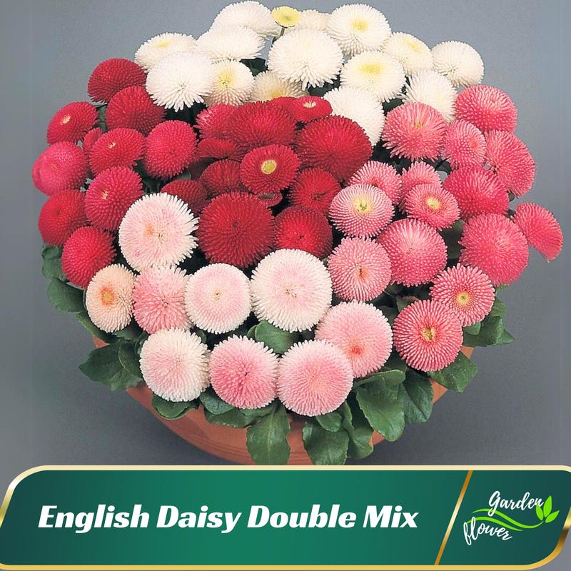English Daisy - Etsy