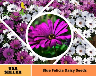 Gerbera Daisy Mega Revolution Flower Seed Mixture 20 Seeds - Etsy