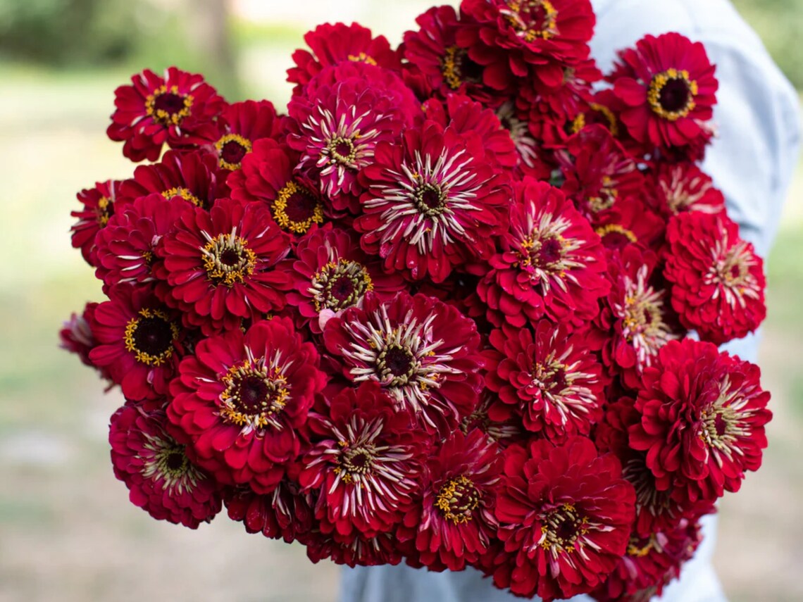 Zinnia ‘benary’s Giant Deep Red’ - Zinnia Elegans - Authentic Seeds ...