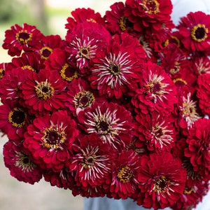 Zinnia ‘benary’s Giant Deep Red’ - Zinnia Elegans - Authentic Seeds ...
