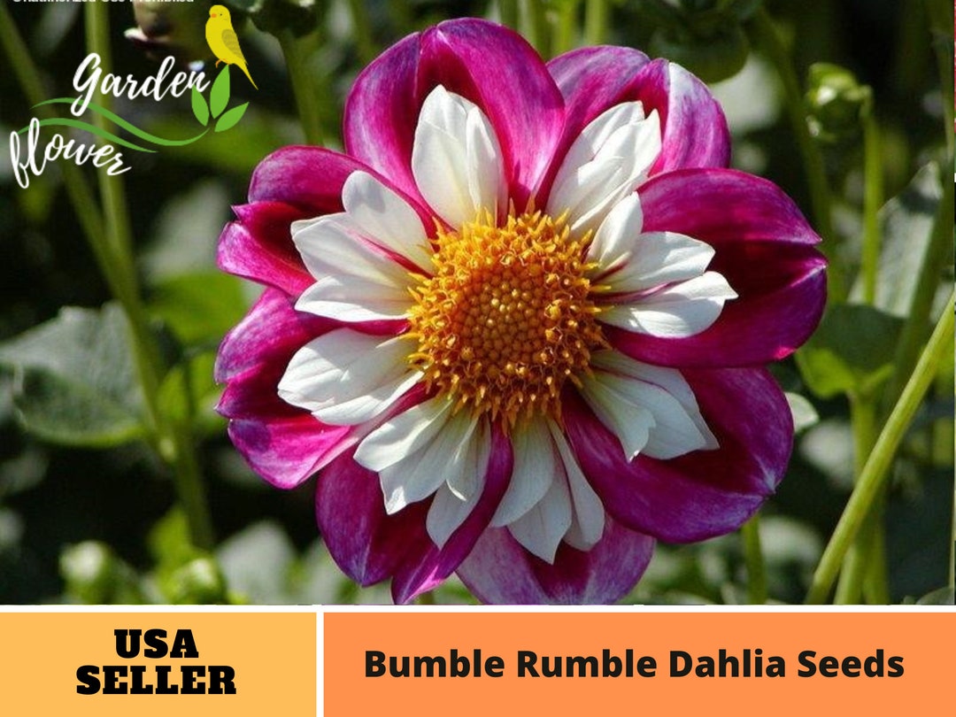 Purple White Bumble Rumble Dahlia Seeds Perennial Flowering Fast ...