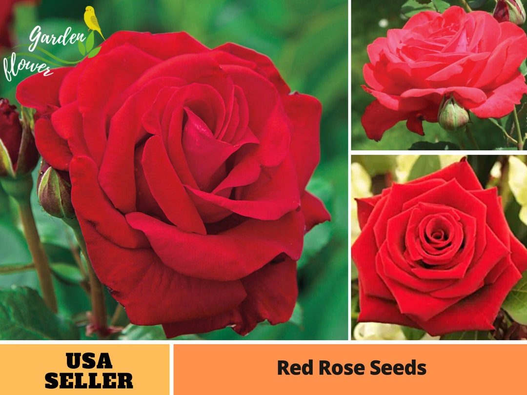 25 Rare Seed Red Rose Seeds Perennial Authentic Seeds Rose Flower ...