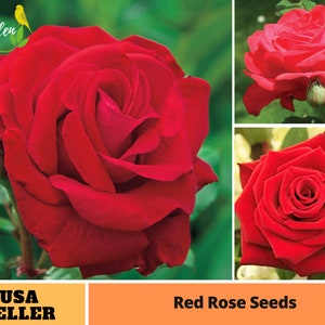 25 Rare Seed Red Rose Seeds Perennial Authentic Seeds Rose Flower ...
