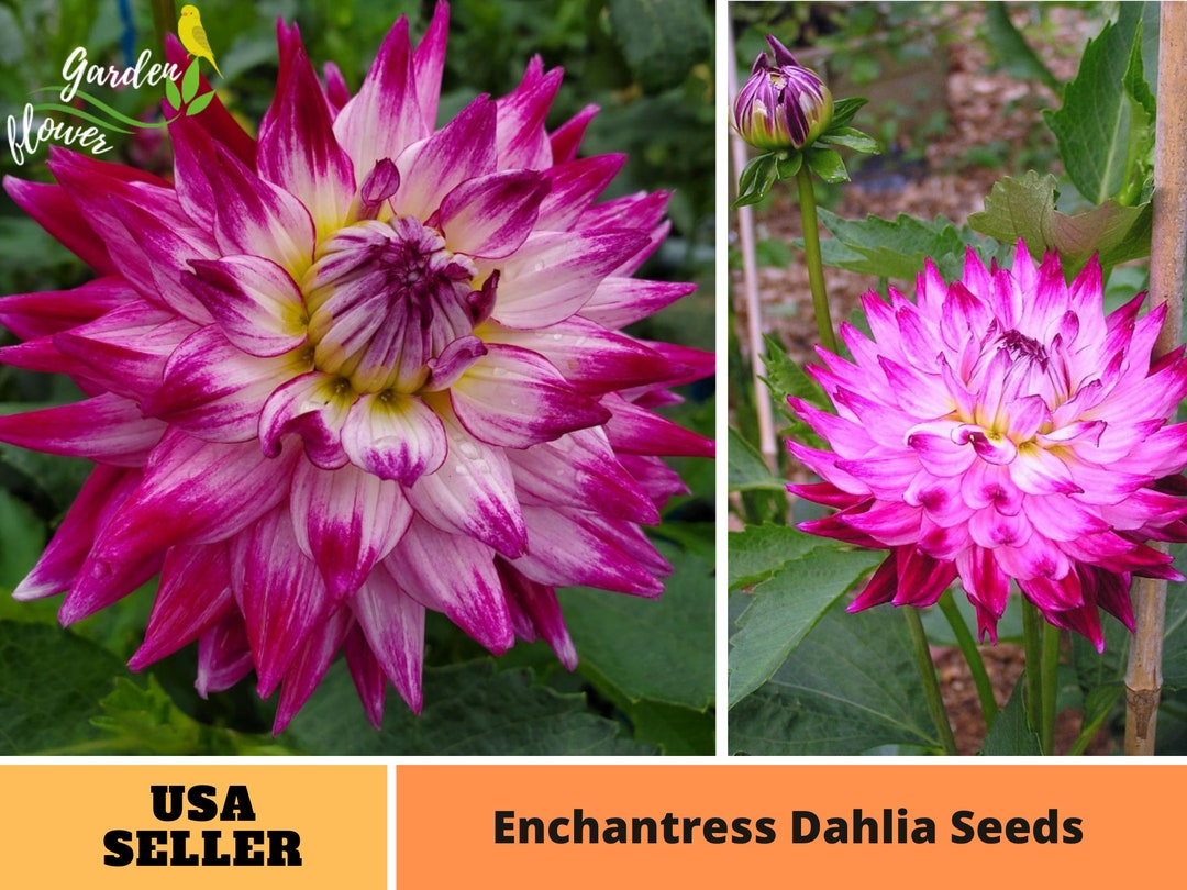 Purple White Enchantress Dahlia Flower Seeds Perennial Fast Growing ...