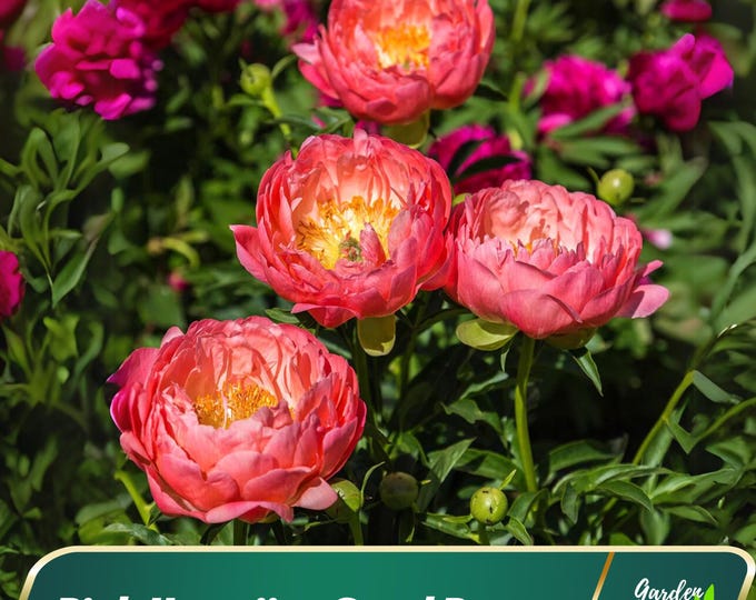 Pink Labyrinth Dahlia Seeds Perennial Authentic Seeds Fast Growing Easy ...