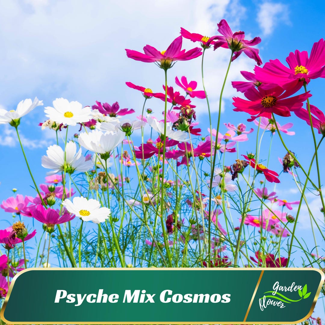 White Pink Cosmos Seeds - Authentic Seeds - Open-pollinating - Clumping ...