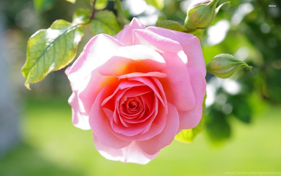 25 Rare Seeds Pink Rose Seeds Perennial authentic - Etsy