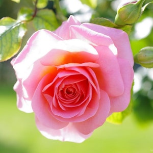 25 Rare Seeds Pink Rose Seeds Perennial authentic Seeds-flowers organic ...