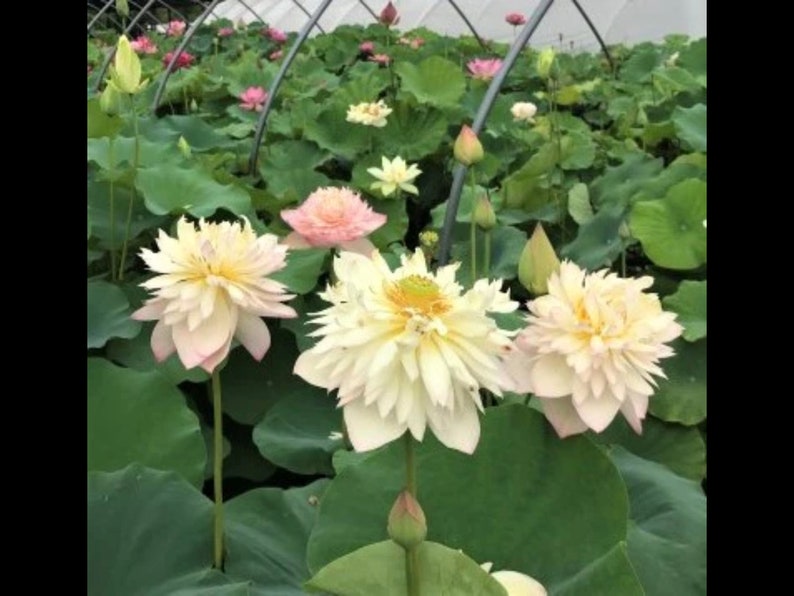 5 Happy Children Lotus Seeds - Indian Lotus (nelumbo Nucifera ...