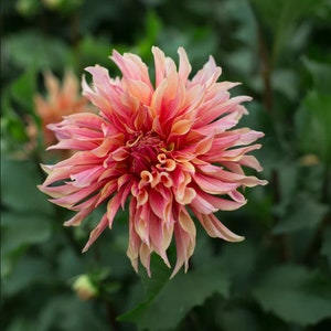 Pink Labyrinth Dahlia Seeds - Perennial - Authentic Seeds - Fast ...