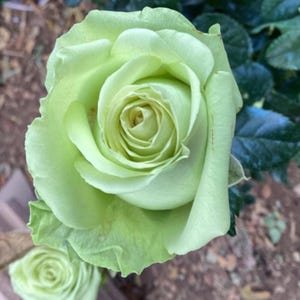 25+ Rare Seed | Bright Green Rose Seeds - Perennial - Authentic Seeds ...