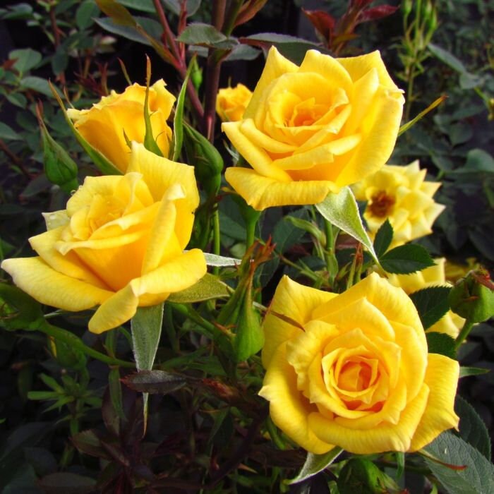 25 Rare Seed yellow Rose Seeds-perennial authentic - Etsy