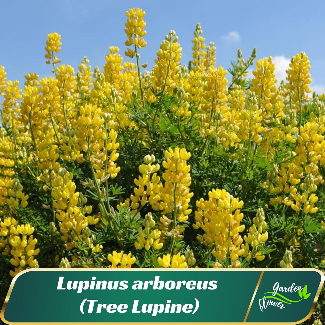 Lupinus Arboreus (tree Lupine)- Authentic Seeds ~ GMO Free ~ Seeds ...