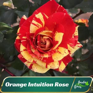 25+ Rare Seeds| Orange Intuition Rose Seeds - Perennial - Authentic ...