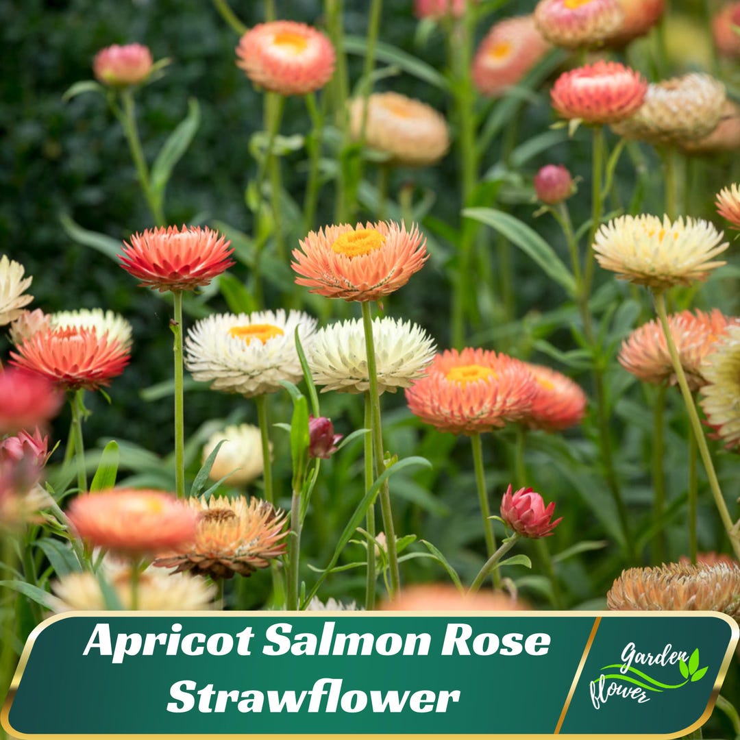 Apricot Salmon Rose Strawseeds - Golden Everlasting - Authentic Seeds ...
