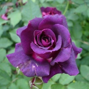 30+ Rare Seed| Dark Purple Rose Seeds - Perennial - Authentic Seeds ...