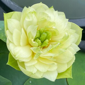 Prairie Star Mini Lotus Seeds | Rare Indian Lotus (nelumbo Nucifera) - Etsy