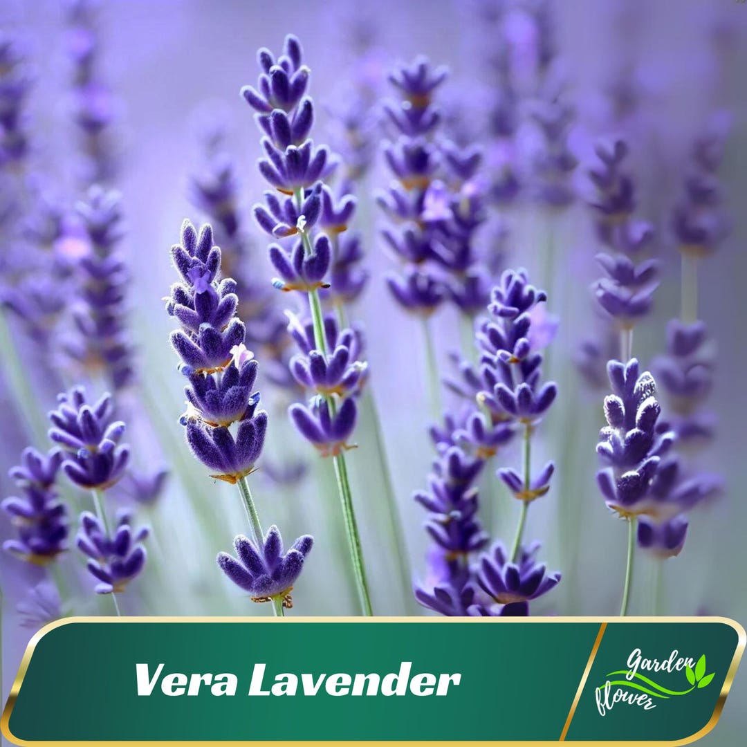 155 Seeds| Vera Lavender Seeds - Perennial - Authentic Seeds - Self ...