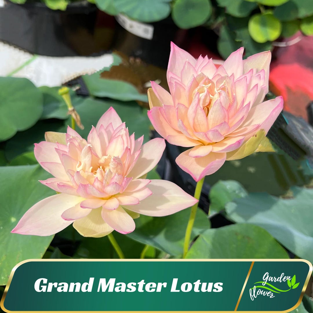 5 Grand Master Lotus Seeds - Indian Lotus (nelumbo Nucifera ...