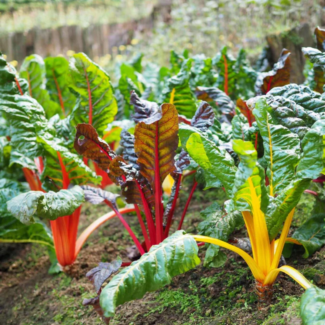 Rainbow Mixture Seeds – Colorful Annual Blooms for Garden Beds ...