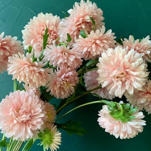 King Size Apricot - Aster Seeds - Cold Resistant - Open-pollinating ...