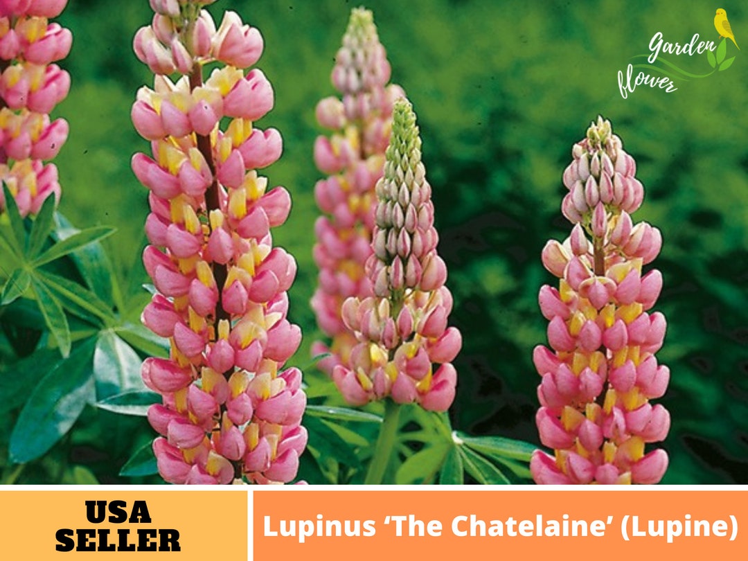 Lupinus the Chatelaine lupine Authentic Seeds GMO Free Seedsflower ...