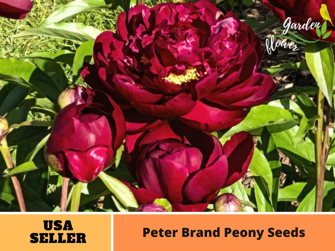 10 Rare Seeds Peter Brand Peony Seeds Perennial Authentic Seeds Cold ...