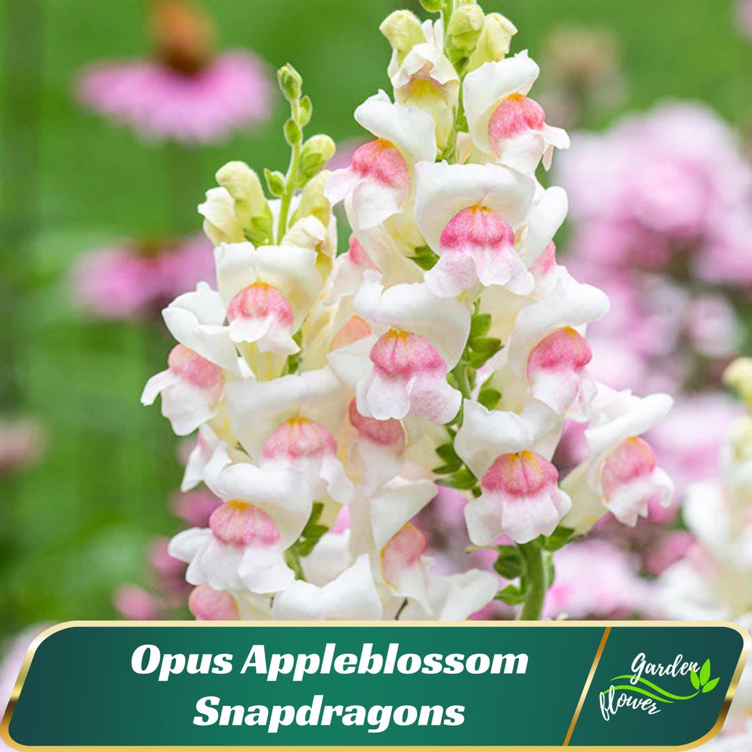 Opus Appleblossom Snapdragons Seeds –pink & White Blooms – Pollinator ...