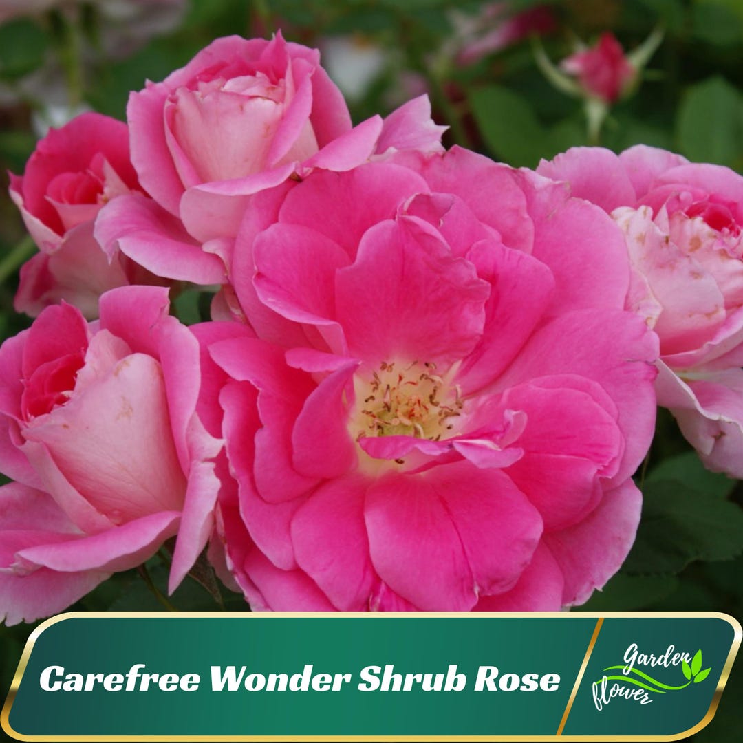 25+ Rare Seeds| Award Winning Carefree Wonder Rose Seeds - Perennial ...