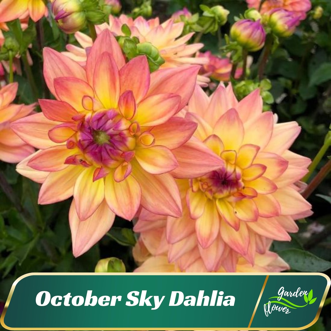 Pink Yellow October Sky Dahlia Flower Seeds - Perennial - Flowering ...