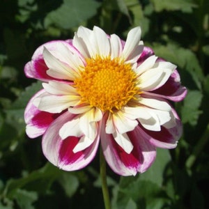 Purple White Bumble Rumble Dahlia Seeds - Perennial - Flowering - Fast ...