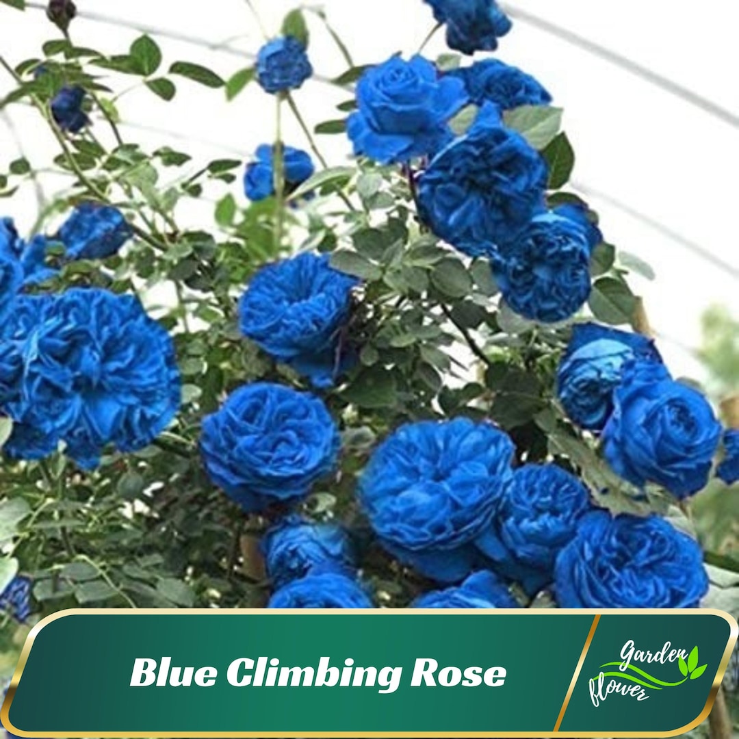 30+ Rare Seeds| Blue Climbing Rose Seeds - Perennial - Authentic Seeds ...