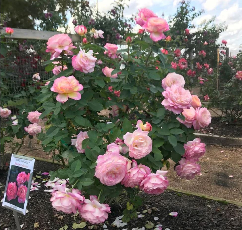 25 Rare Seeds Pink White Rose Seeds Perennial authentic - Etsy