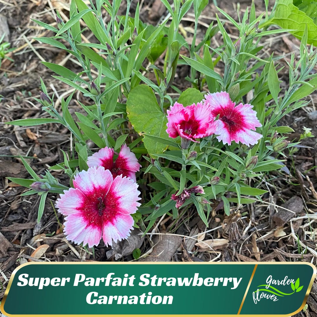 Super Parfait Strawberry Carnations - Authentic Seeds - Cold Resistant ...