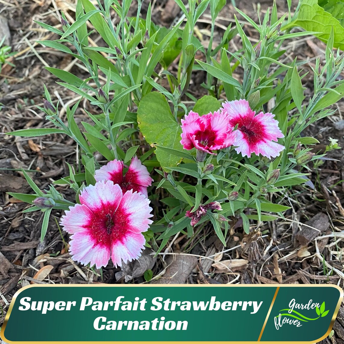 Super Parfait Strawberry Carnations - Authentic Seeds - Cold Resistant ...